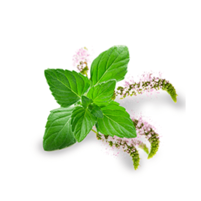 POLEO - El pastorcito