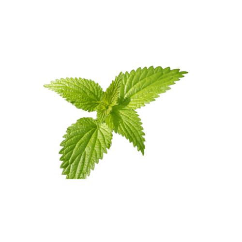 ORTIGA - El pastorcito