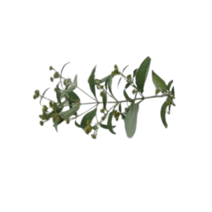 CONTRAYERBA - El pastorcito