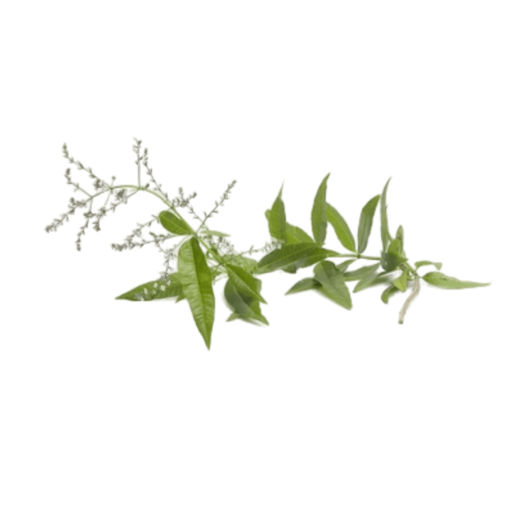 CEDRÓN - El pastorcito