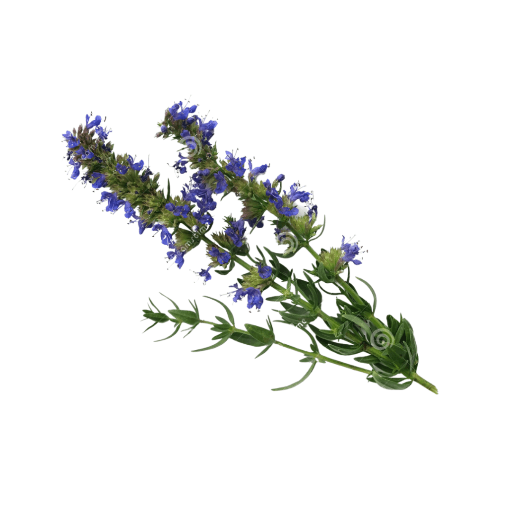 HISOPO - El pastorcito